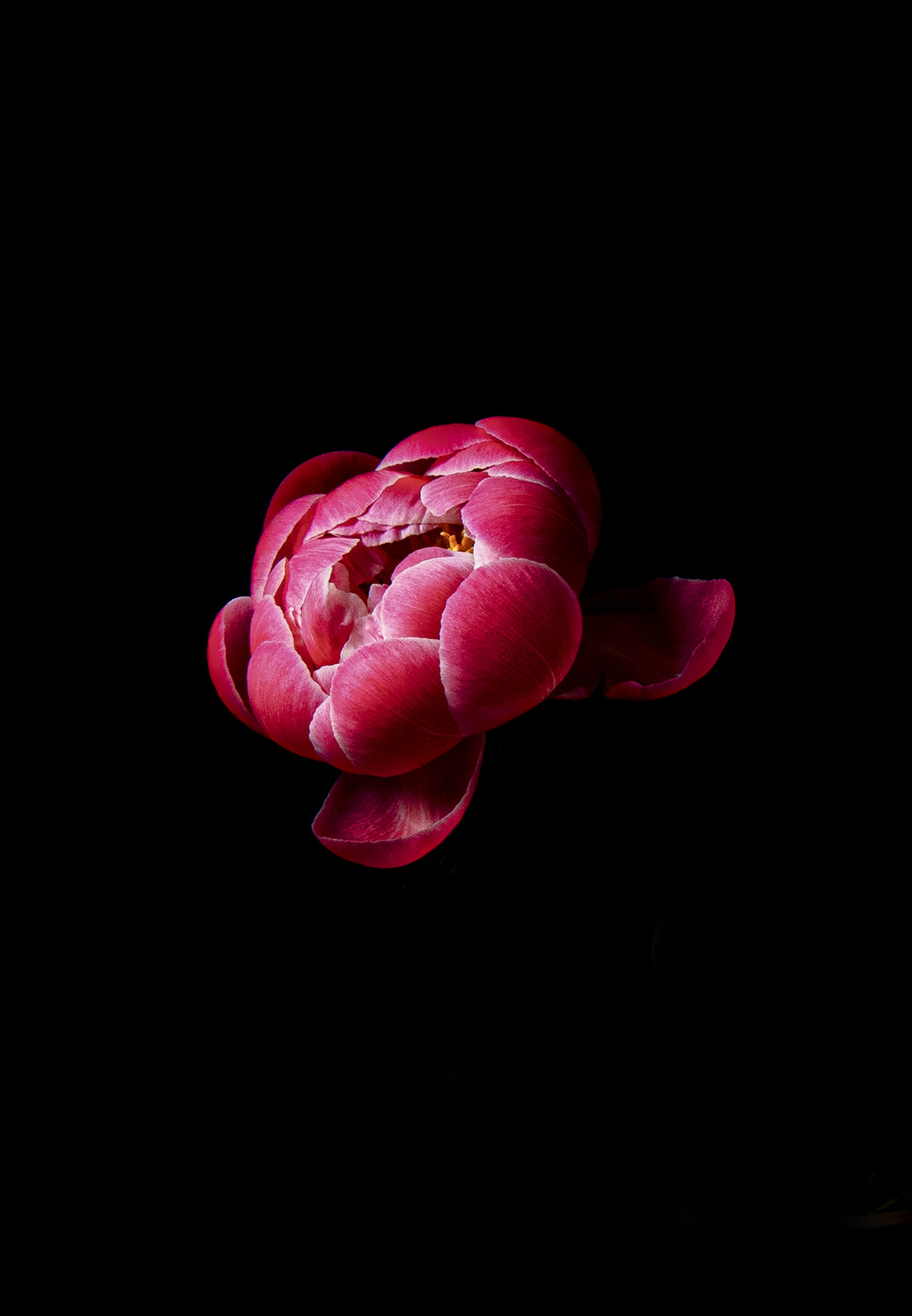Flowers in Isolation | Tamara Bahry